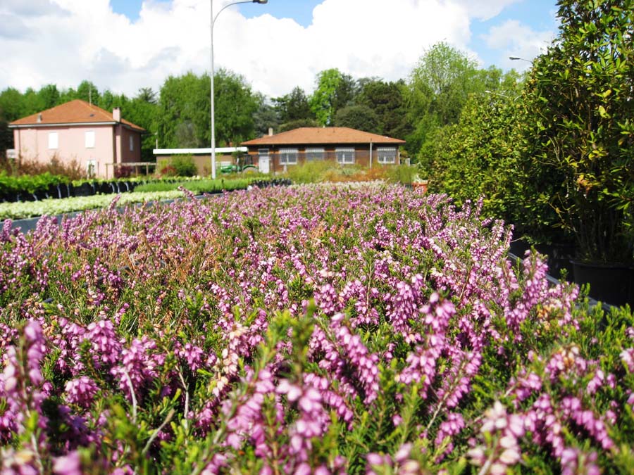 Peverelli design, construction and maintenance of green - Vivaio